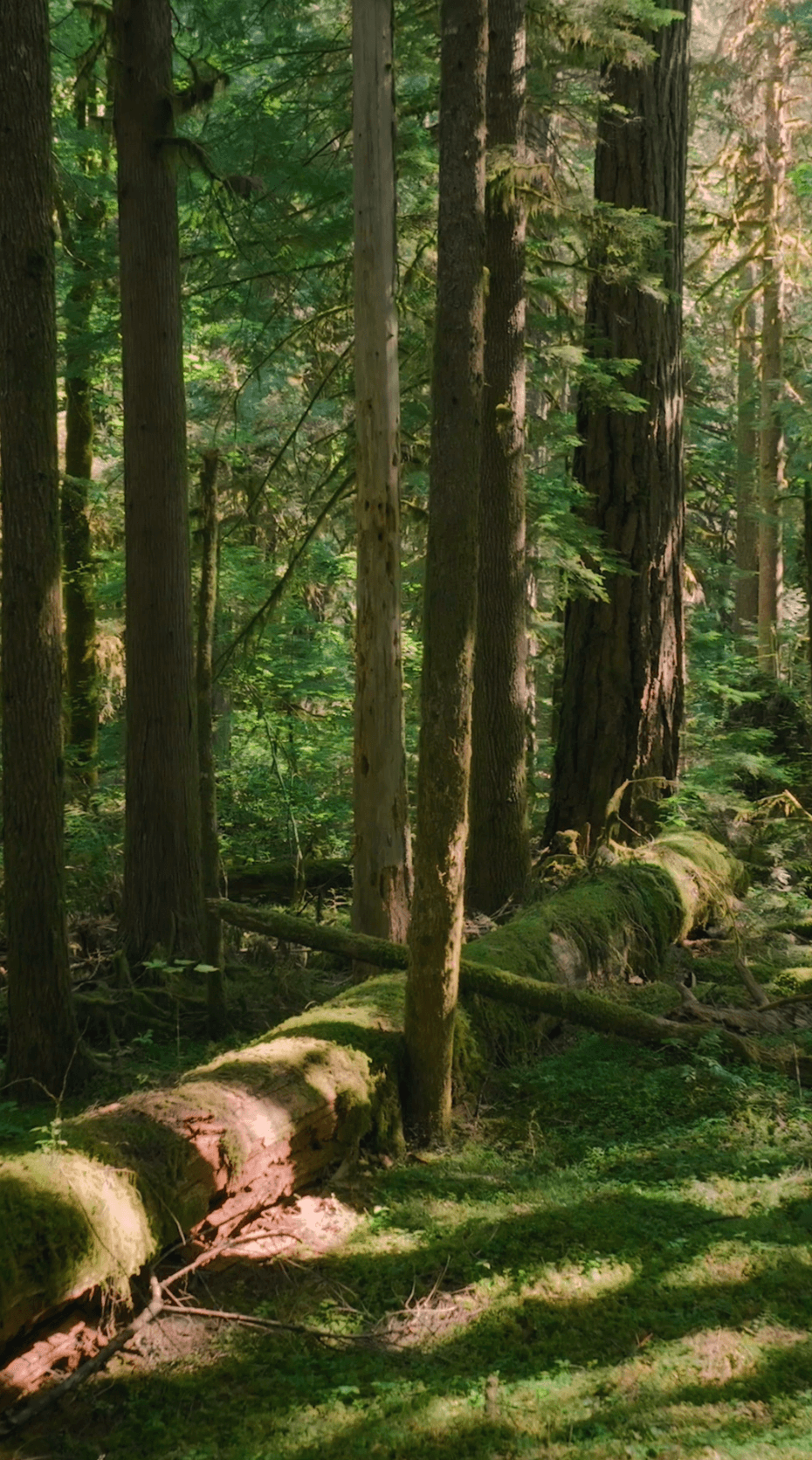 Future Forests Campaign - RE Sources